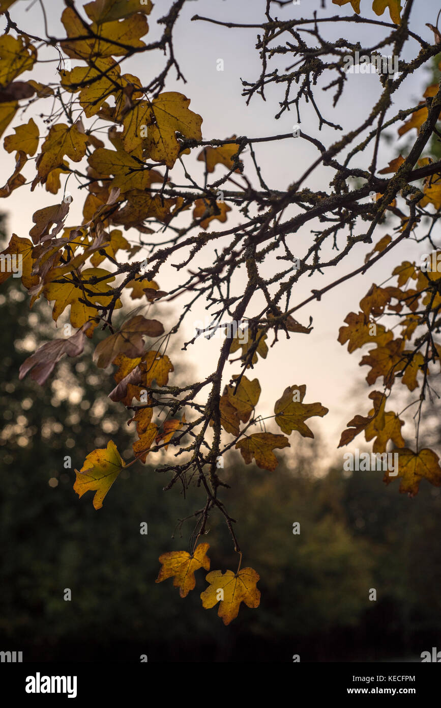 Bright autumnal field maple tree leaves in a popular Woodland Landscape ...