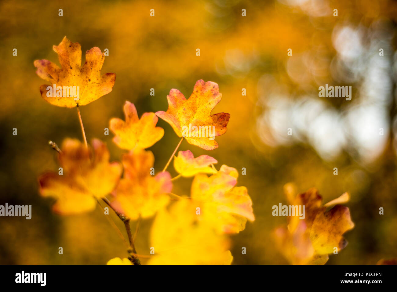 Bright autumnal field maple tree leaves in a popular Woodland Landscape ...