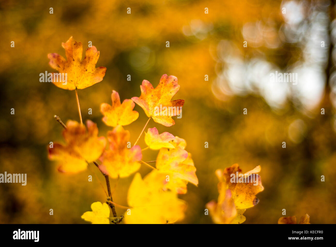 Bright autumnal field maple tree leaves in a popular Woodland Landscape ...