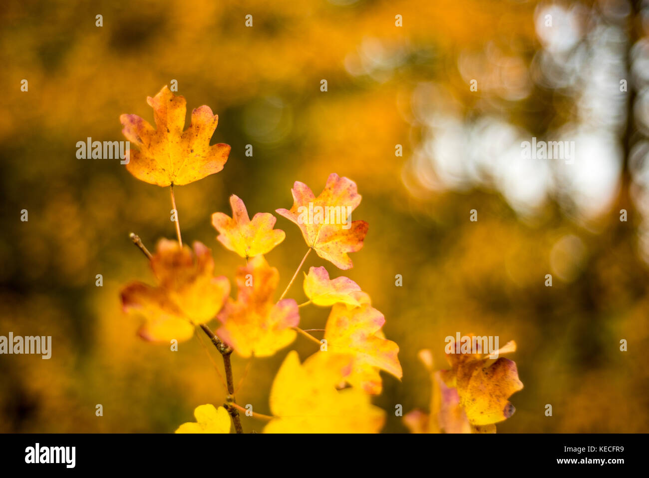 Bright autumnal field maple tree leaves in a popular Woodland Landscape ...