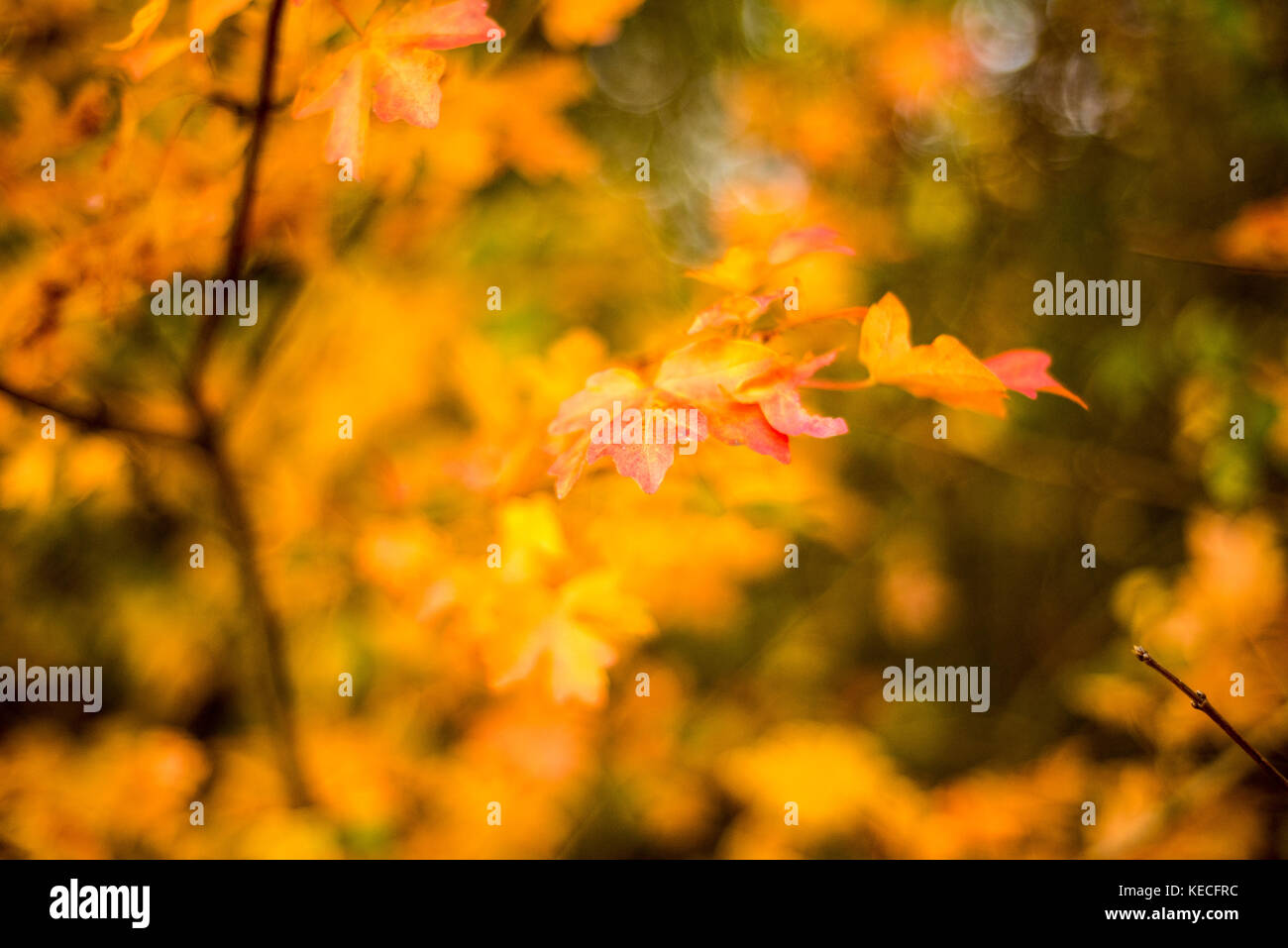 Bright autumnal field maple tree leaves in a popular Woodland Landscape ...