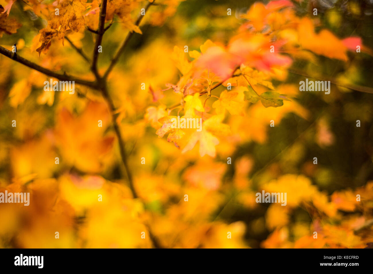 Bright autumnal field maple tree leaves in a popular Woodland Landscape ...