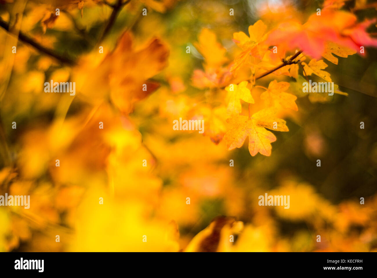 Bright autumnal field maple tree leaves in a popular Woodland Landscape ...