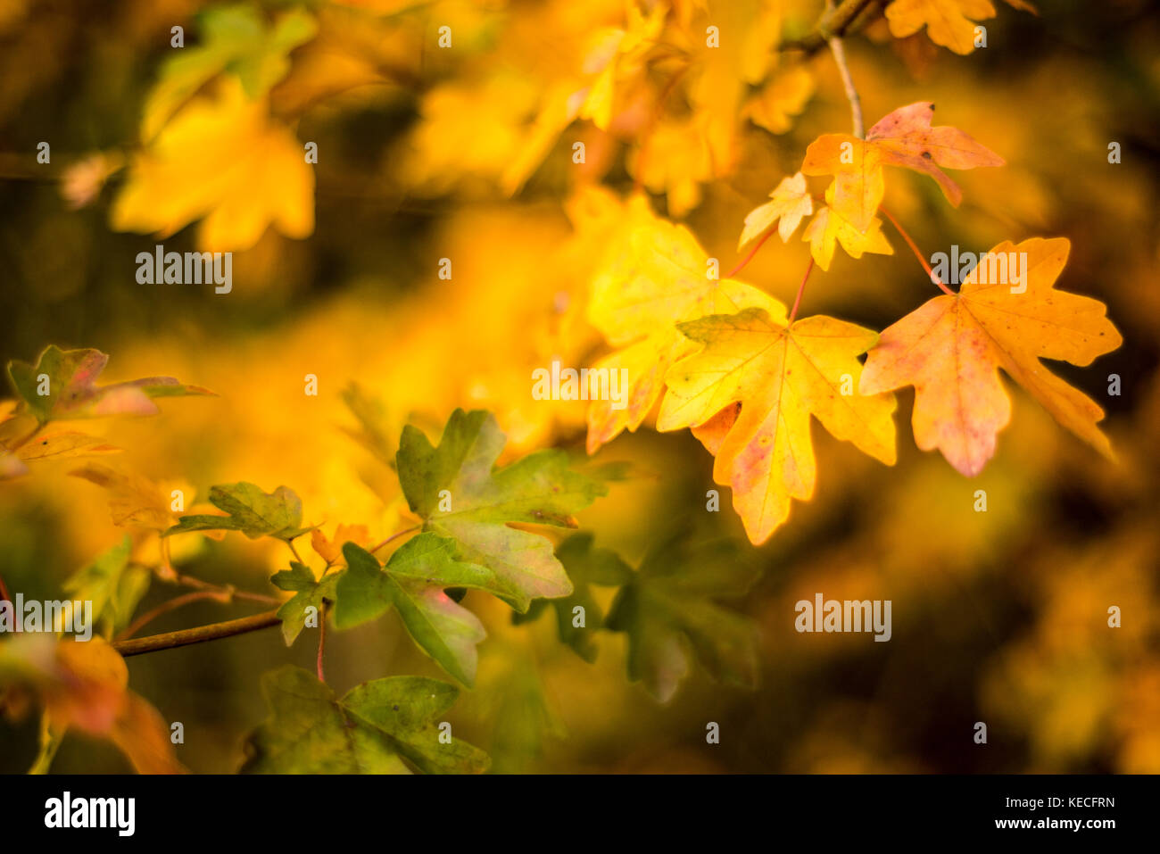 Bright autumnal field maple tree leaves in a popular Woodland Landscape ...