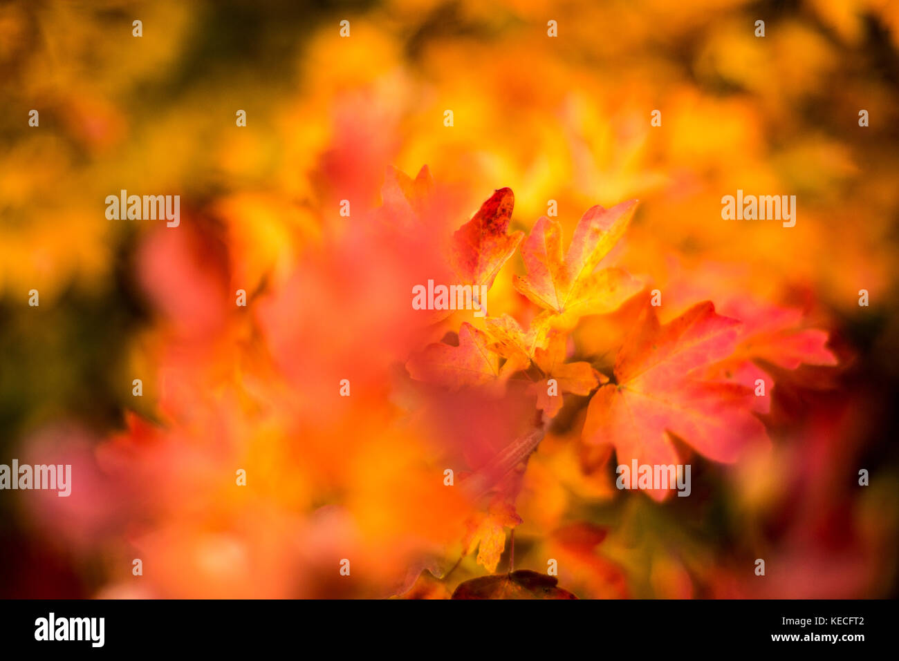 Bright autumnal field maple tree leaves in a popular Woodland Landscape ...