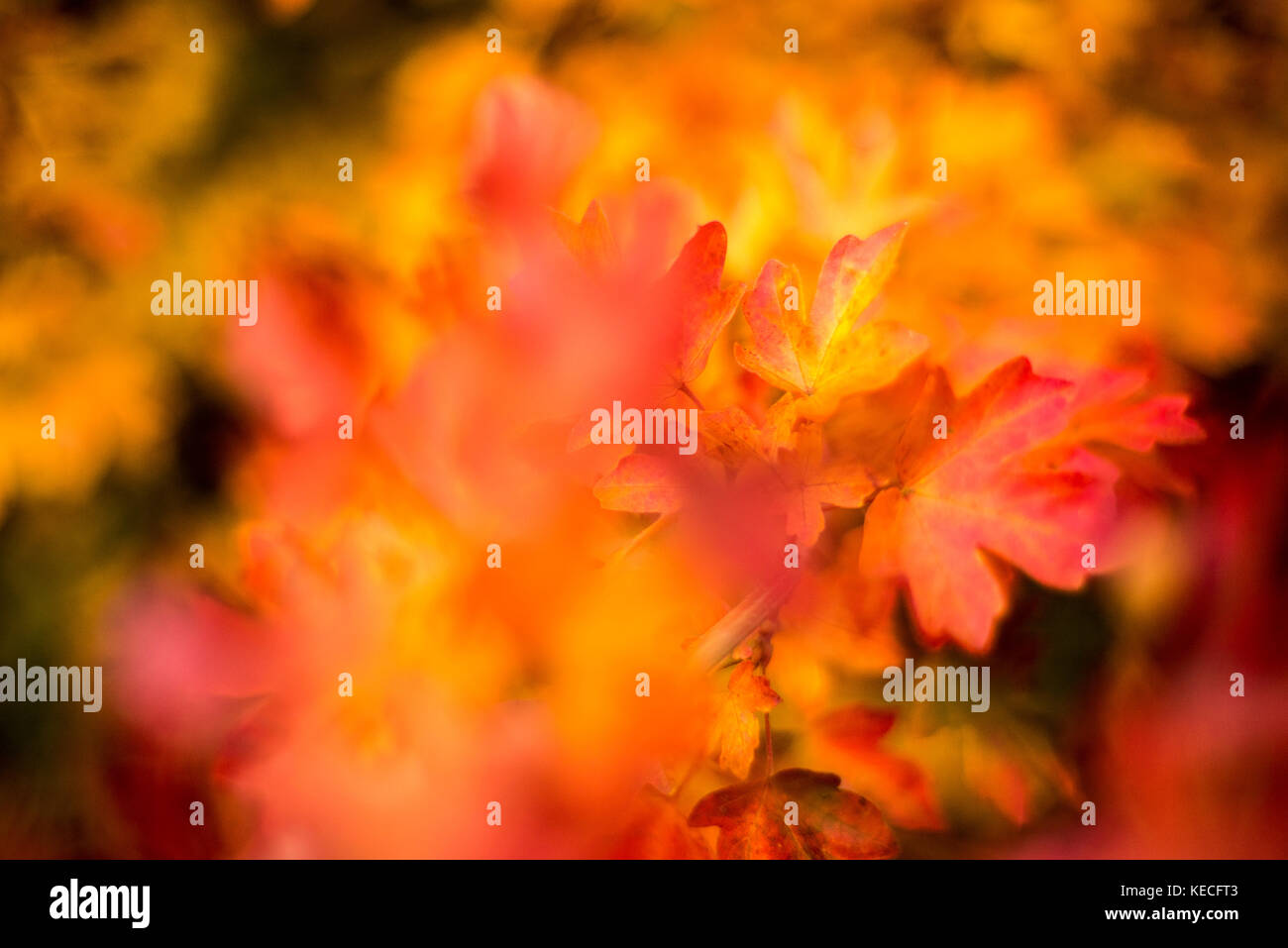 Bright autumnal field maple tree leaves in a popular Woodland Landscape ...