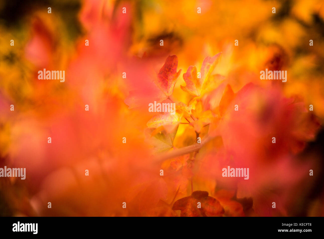 Bright autumnal field maple tree leaves in a popular Woodland Landscape ...