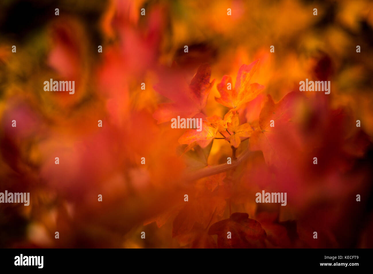Bright autumnal field maple tree leaves in a popular Woodland Landscape ...