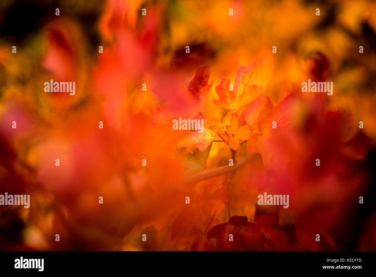 Bright autumnal field maple tree leaves in a popular Woodland Landscape ...