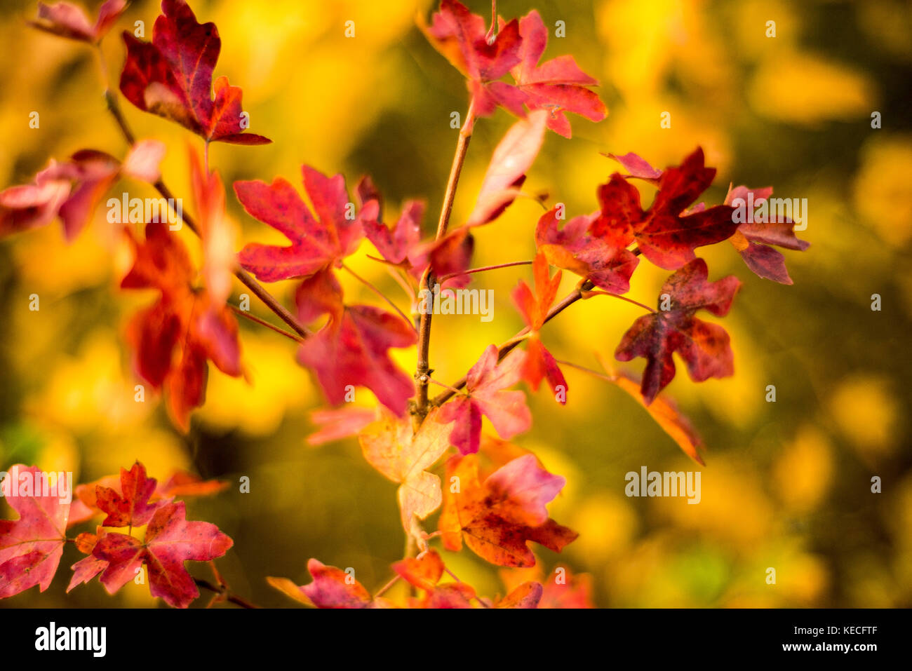 Bright autumnal field maple tree leaves in a popular Woodland Landscape ...