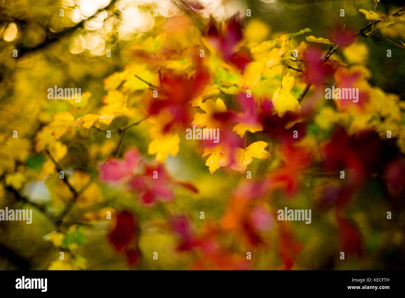 Bright autumnal field maple tree leaves in a popular Woodland Landscape ...