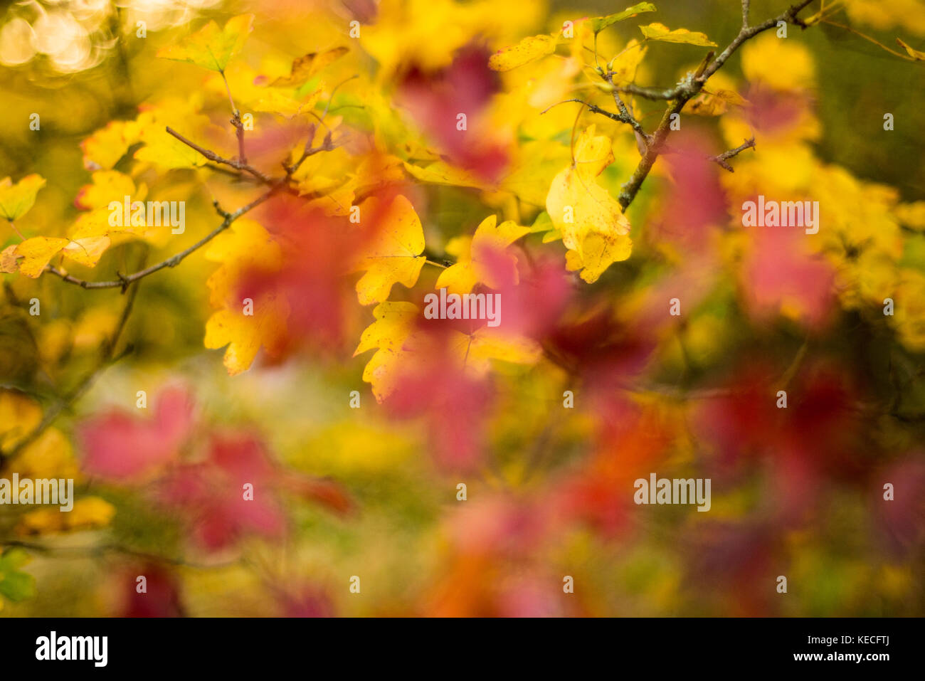 Bright autumnal field maple tree leaves in a popular Woodland Landscape ...