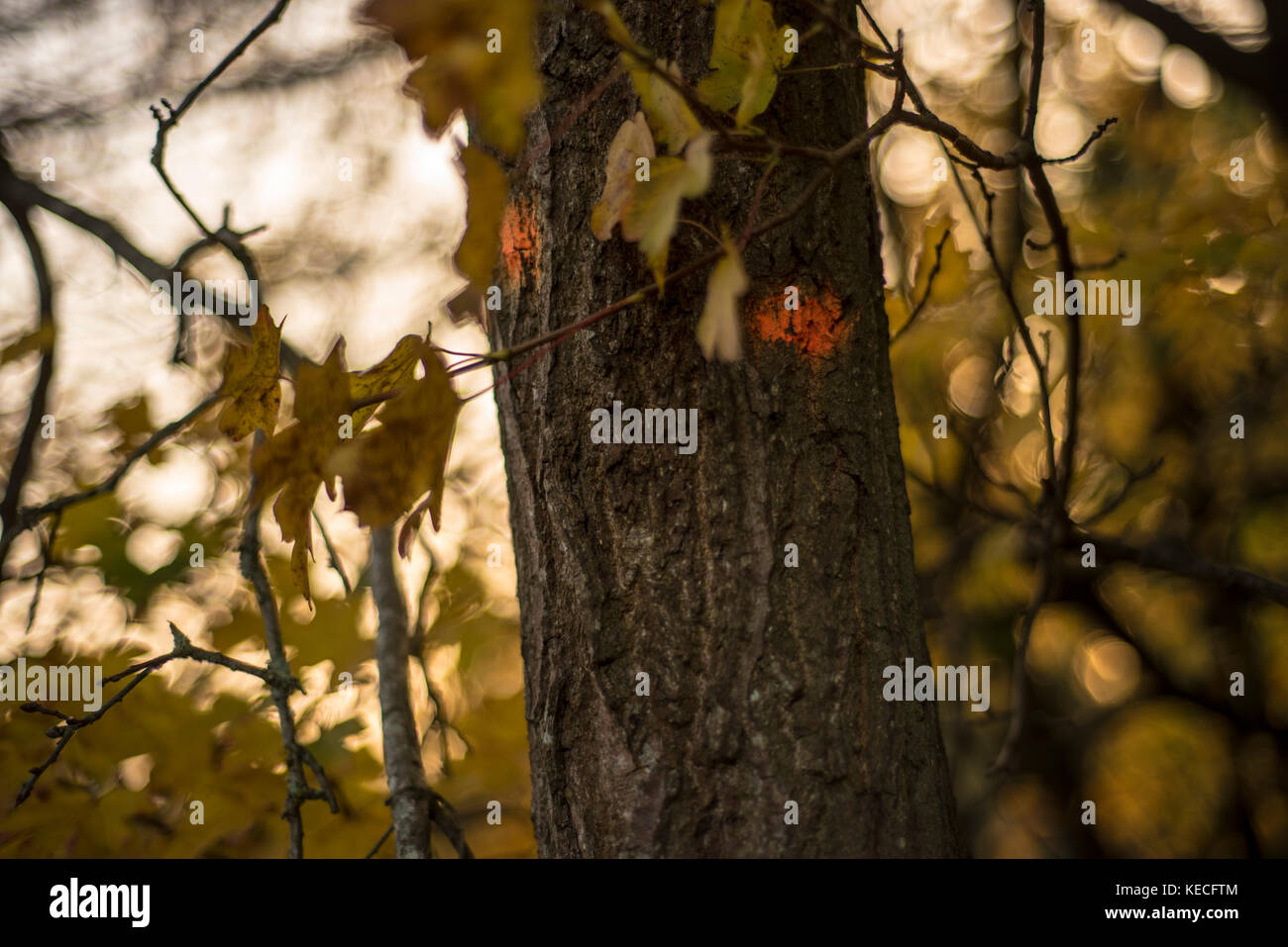 Bright autumnal field maple tree leaves in a popular Woodland Landscape ...