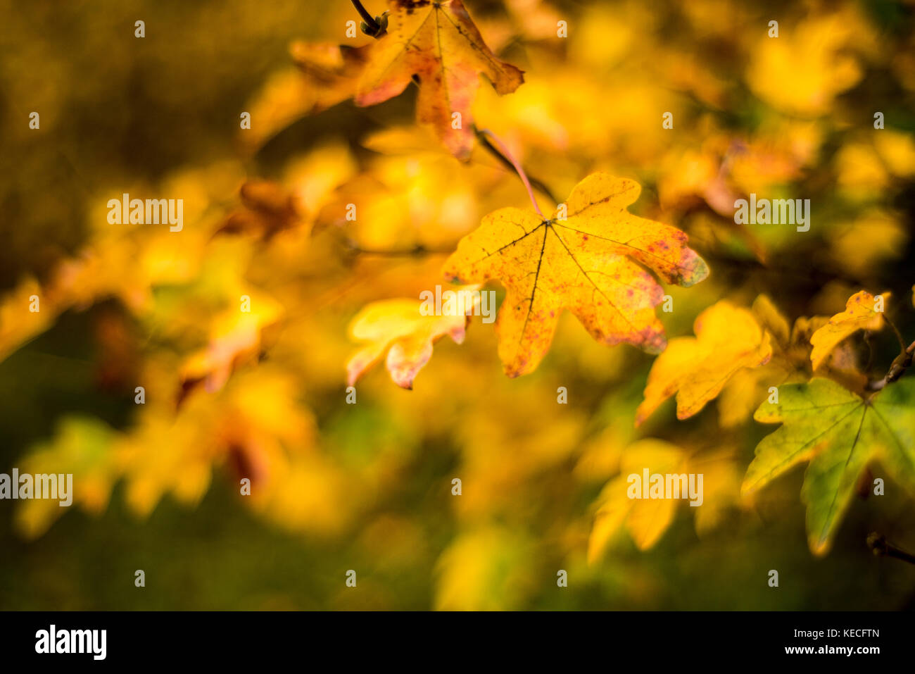 Bright autumnal field maple tree leaves in a popular Woodland Landscape ...