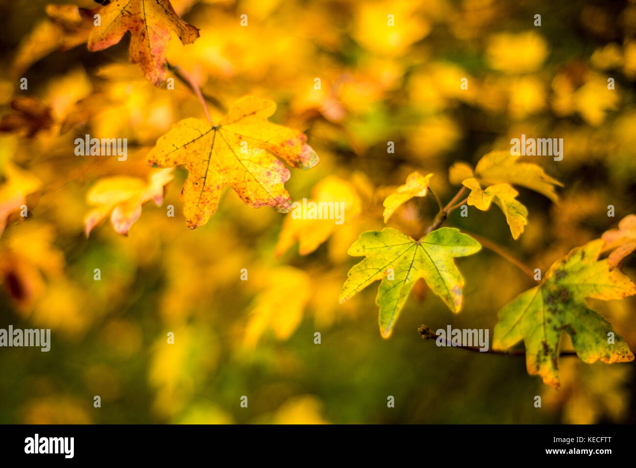 Bright autumnal field maple tree leaves in a popular Woodland Landscape ...