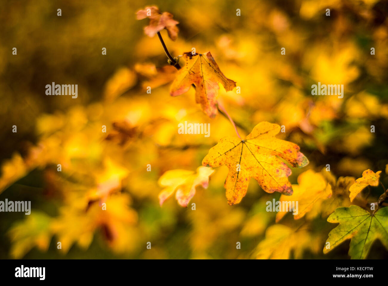 Bright autumnal field maple tree leaves in a popular Woodland Landscape ...