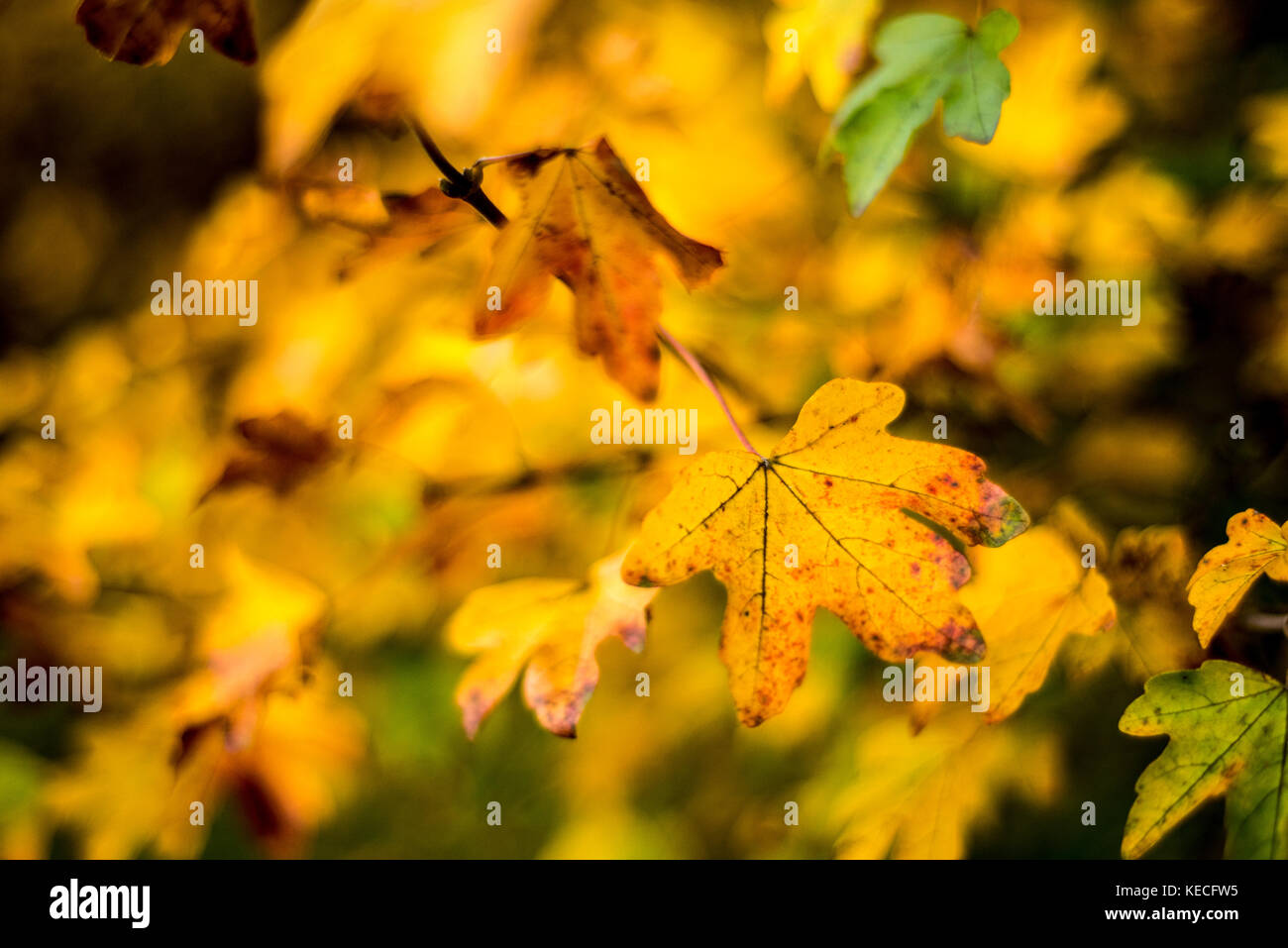 Bright autumnal field maple tree leaves in a popular Woodland Landscape ...