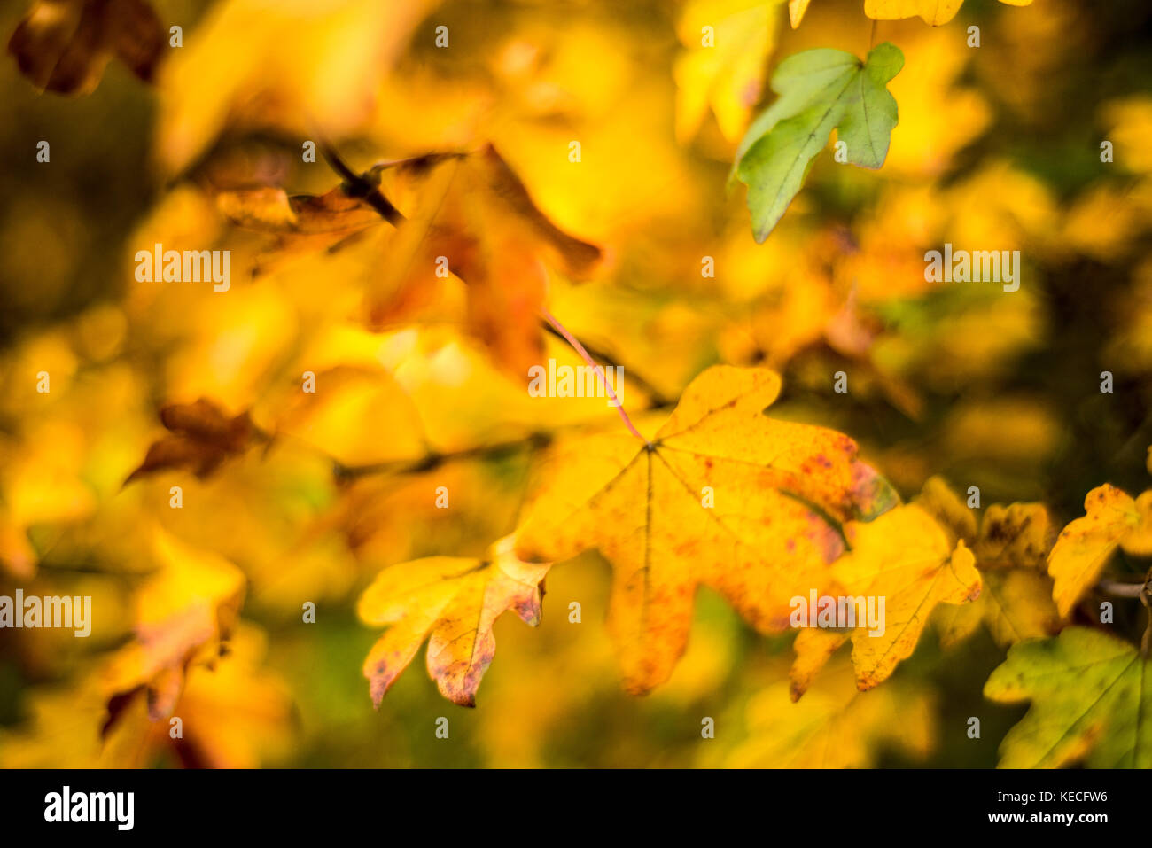 Bright autumnal field maple tree leaves in a popular Woodland Landscape ...