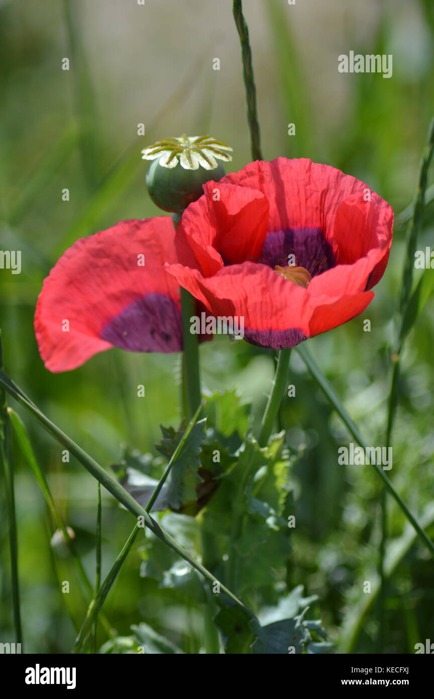 wild poppy's growing in field Stock Photo - Alamy