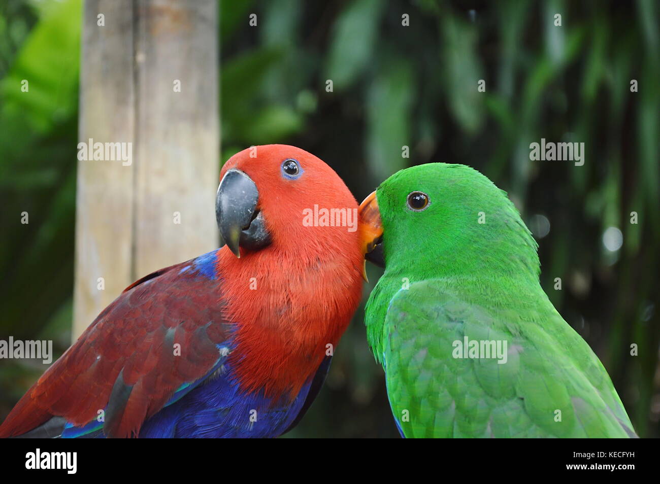colorful parrot preening together in garden Stock Photo - Alamy