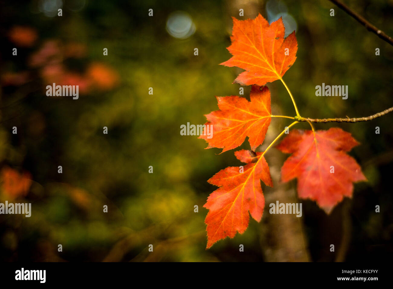 Autumnal Field Maple Leaves in a Woodland Landscape Stock Photo - Alamy