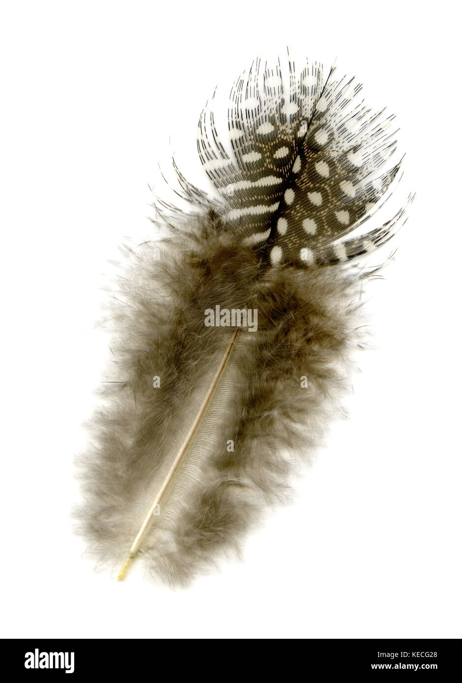 Birds of a feather hi-res stock photography and images - Alamy