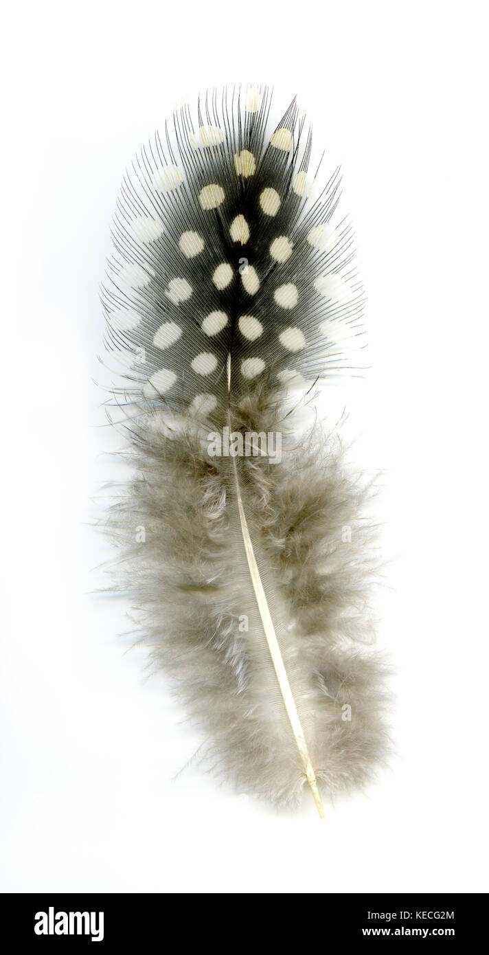 Single guinea fowl feather against a white background Stock Photo - Alamy