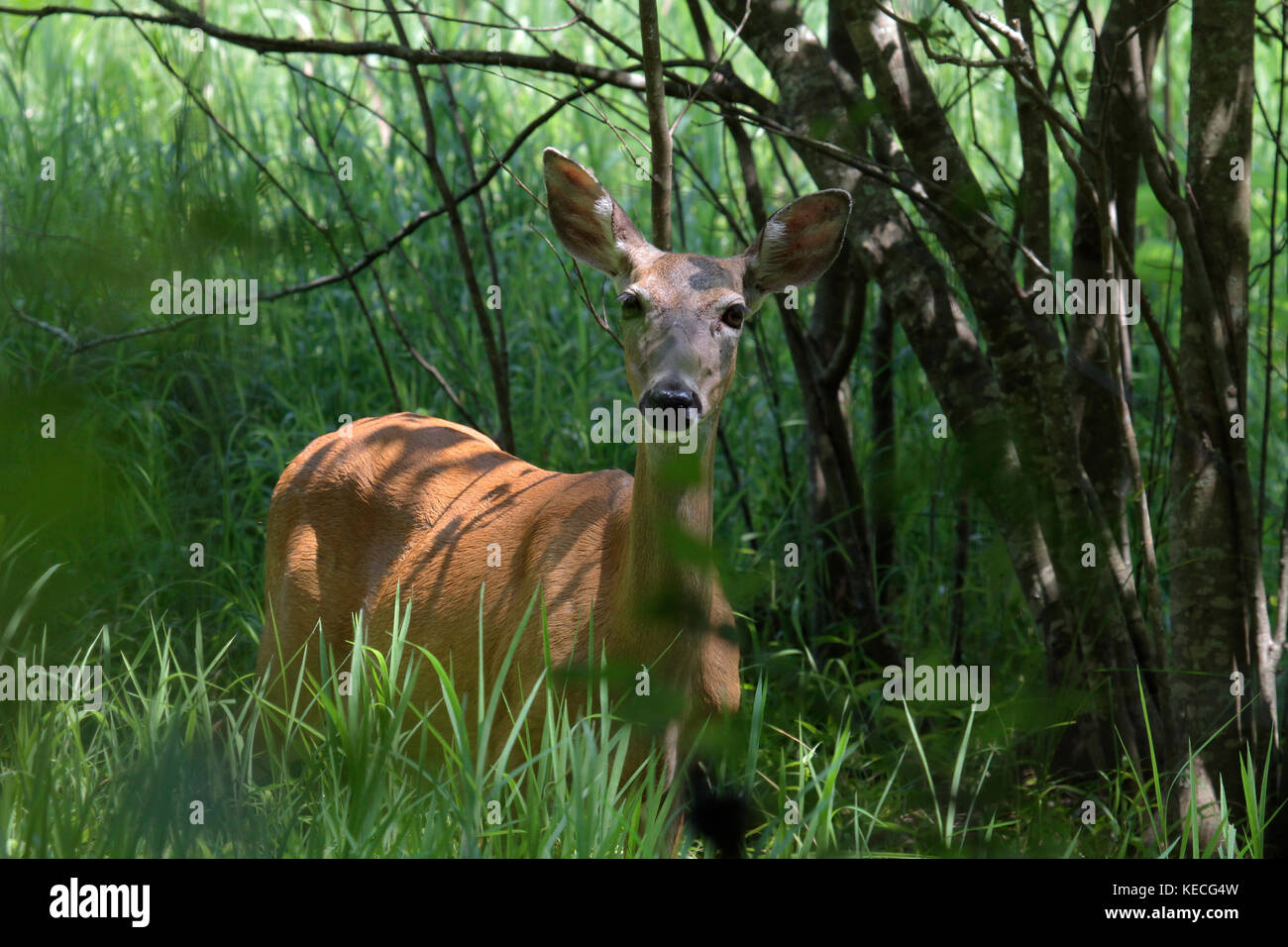 Young doe hi-res stock photography and images - Alamy