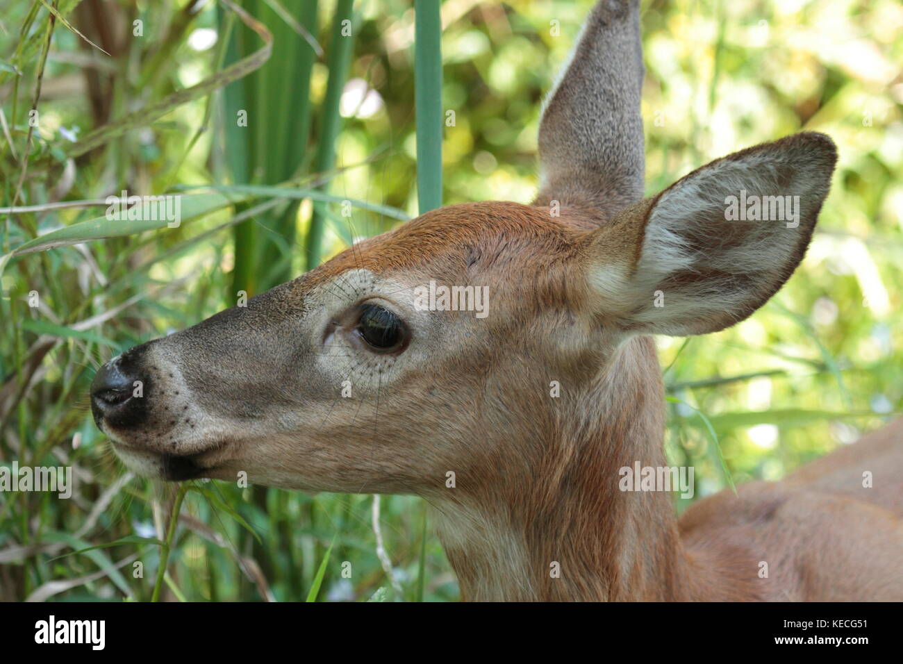 A young doe grazes in the forest Stock Photo - Alamy