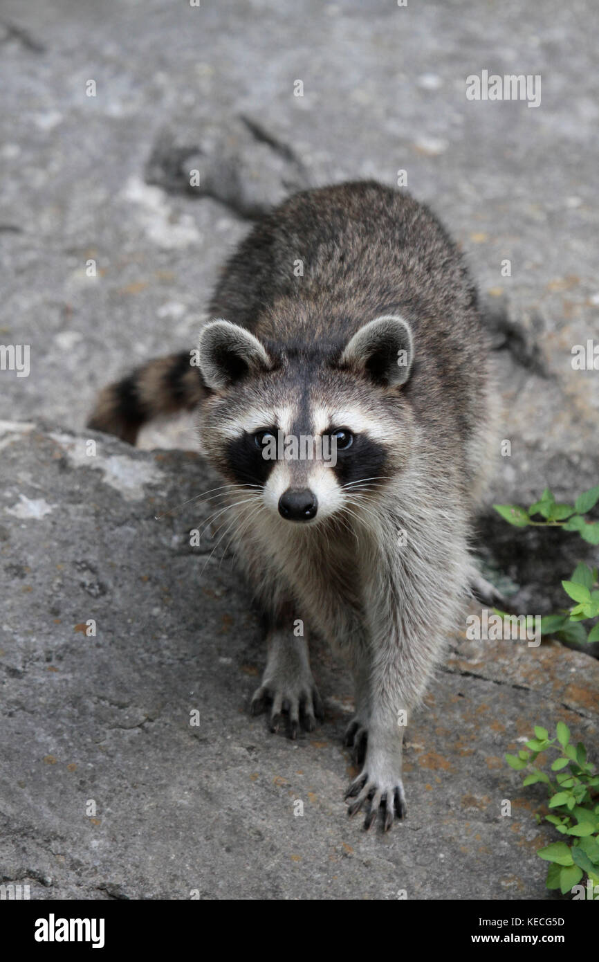 A wily raccoon Stock Photo - Alamy
