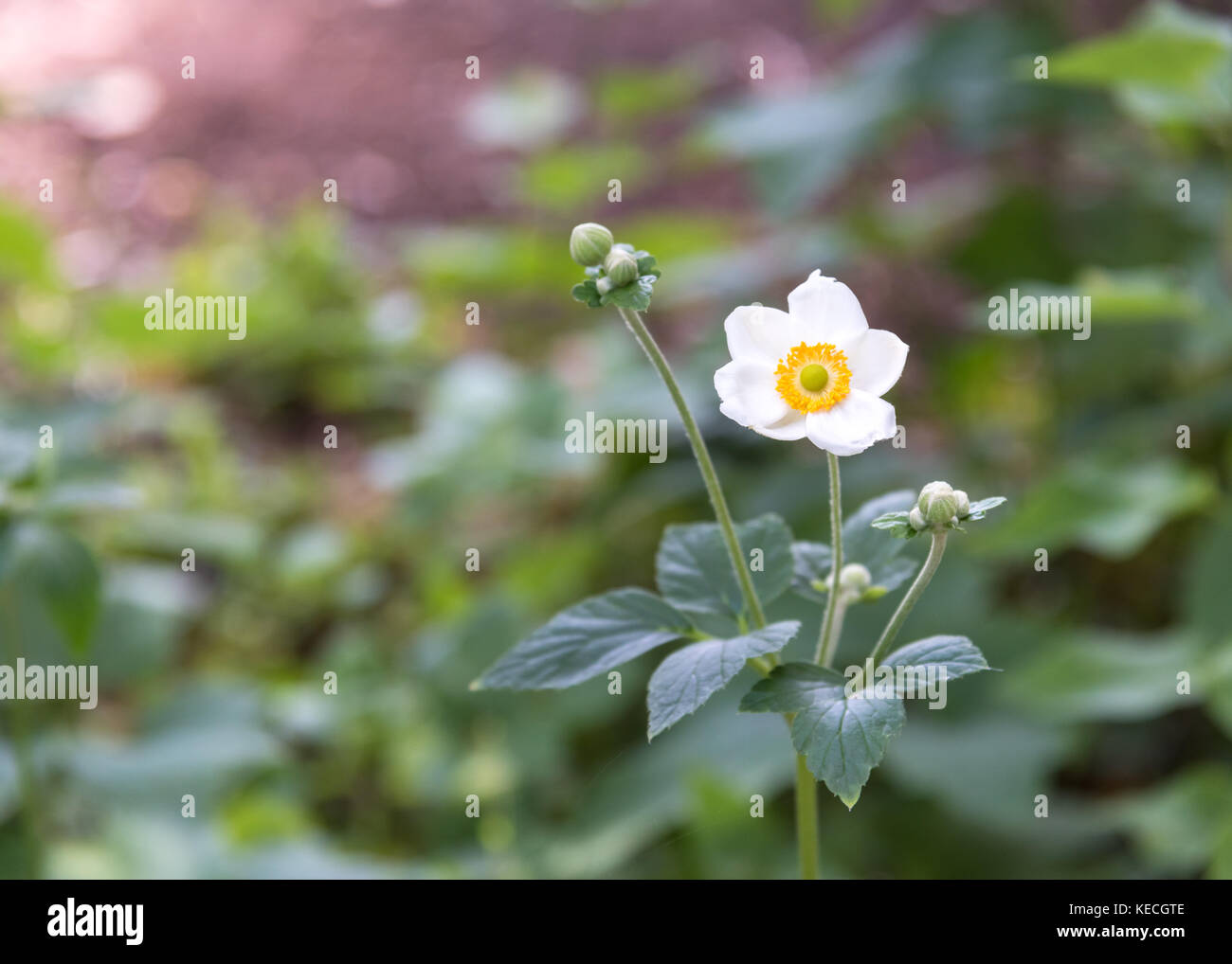 Closeup single flower of white Japanese Anemone A. hupehensis with ...