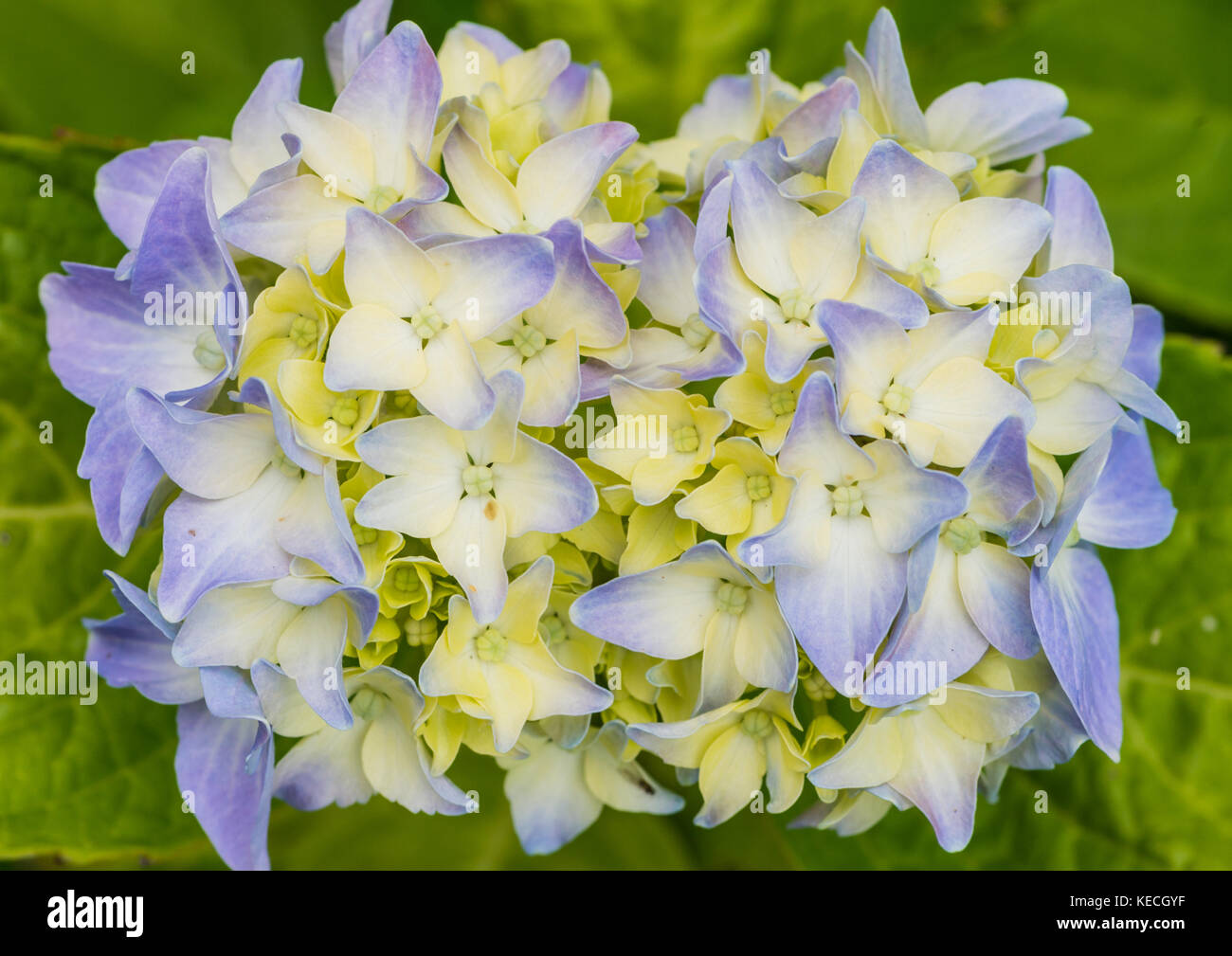 Cream hydrangea hi-res stock photography and images - Alamy
