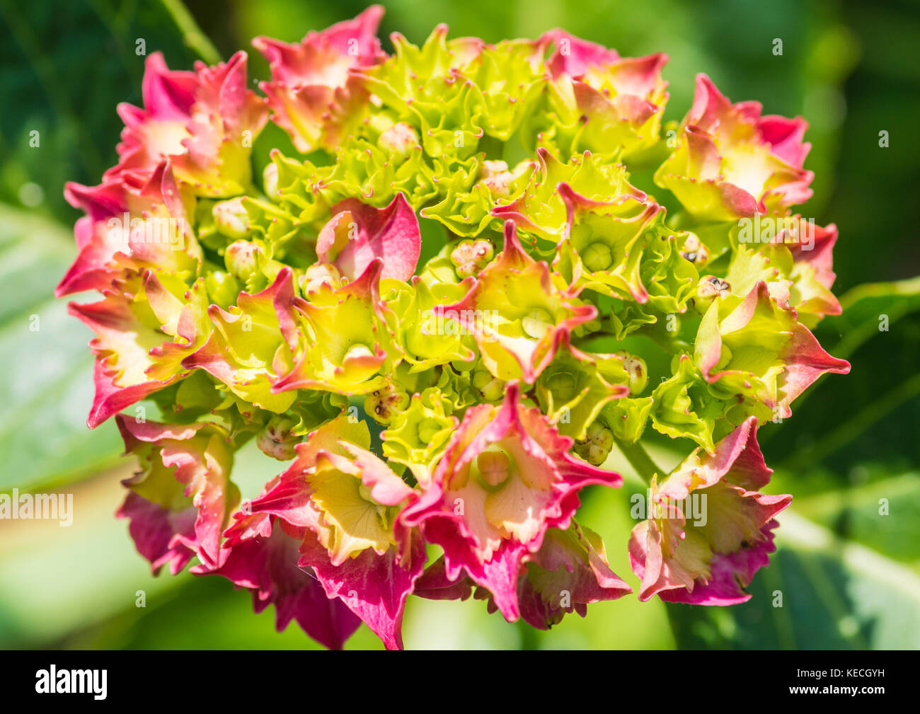 Red hydrangea hi-res stock photography and images - Alamy