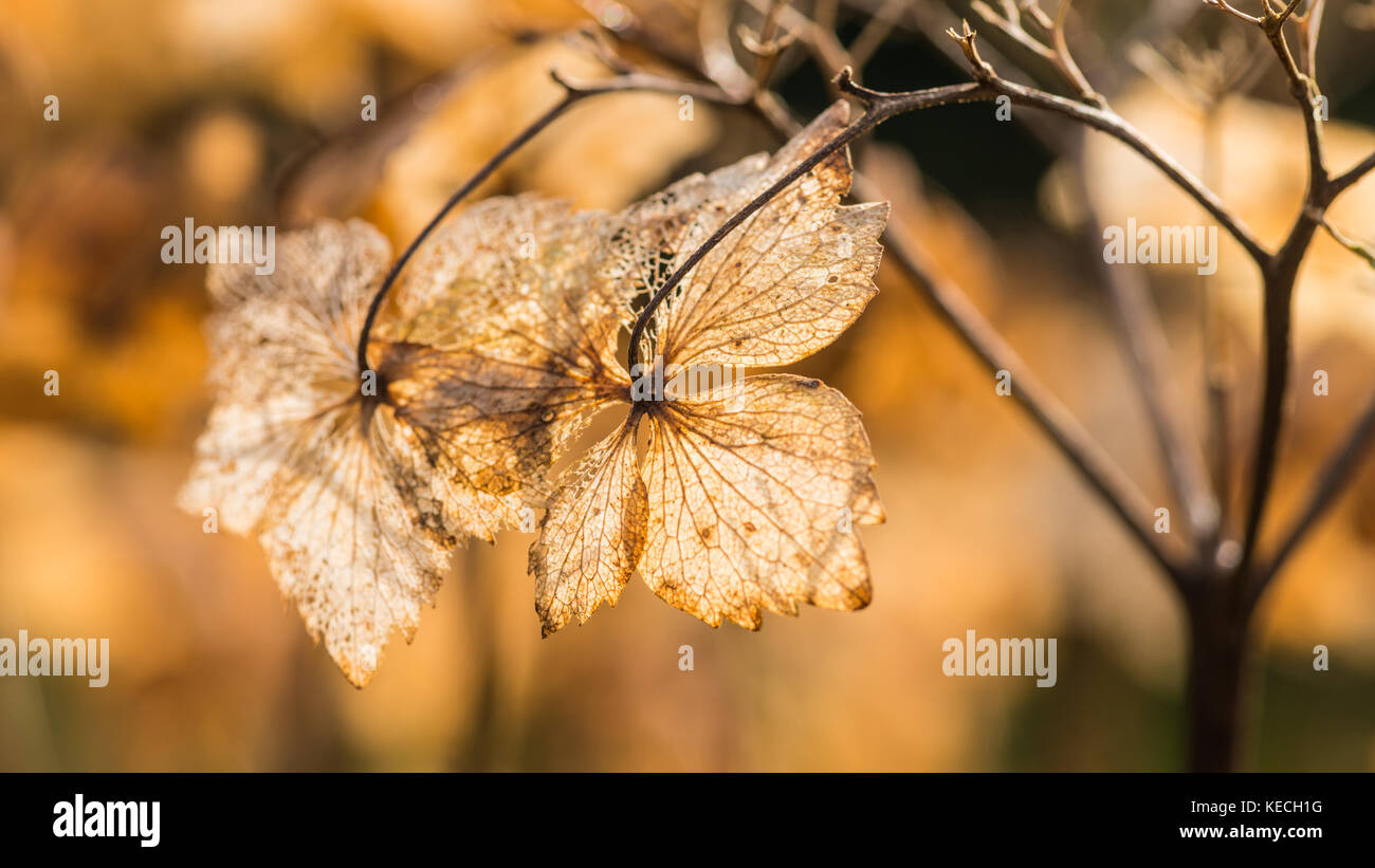 A macro shot of the decaying remains of a hydrangea bract Stock Photo ...