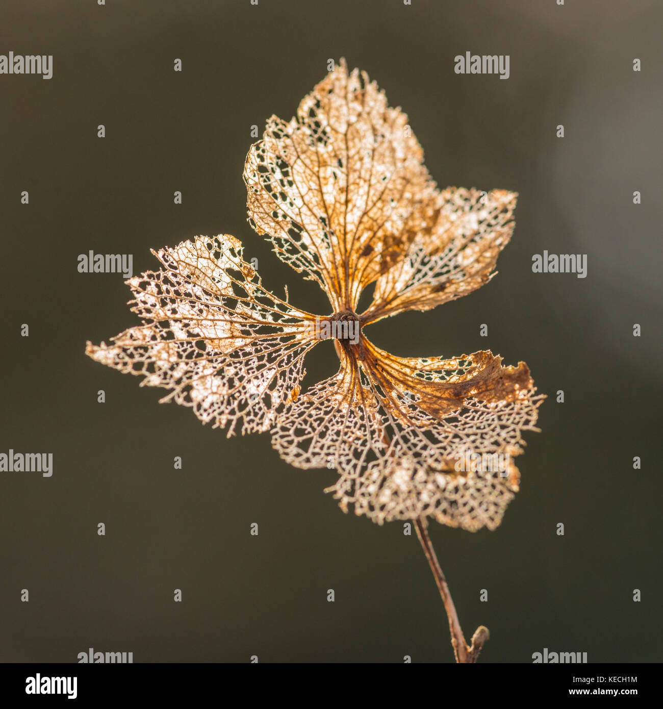 Decaying remains hi-res stock photography and images - Alamy