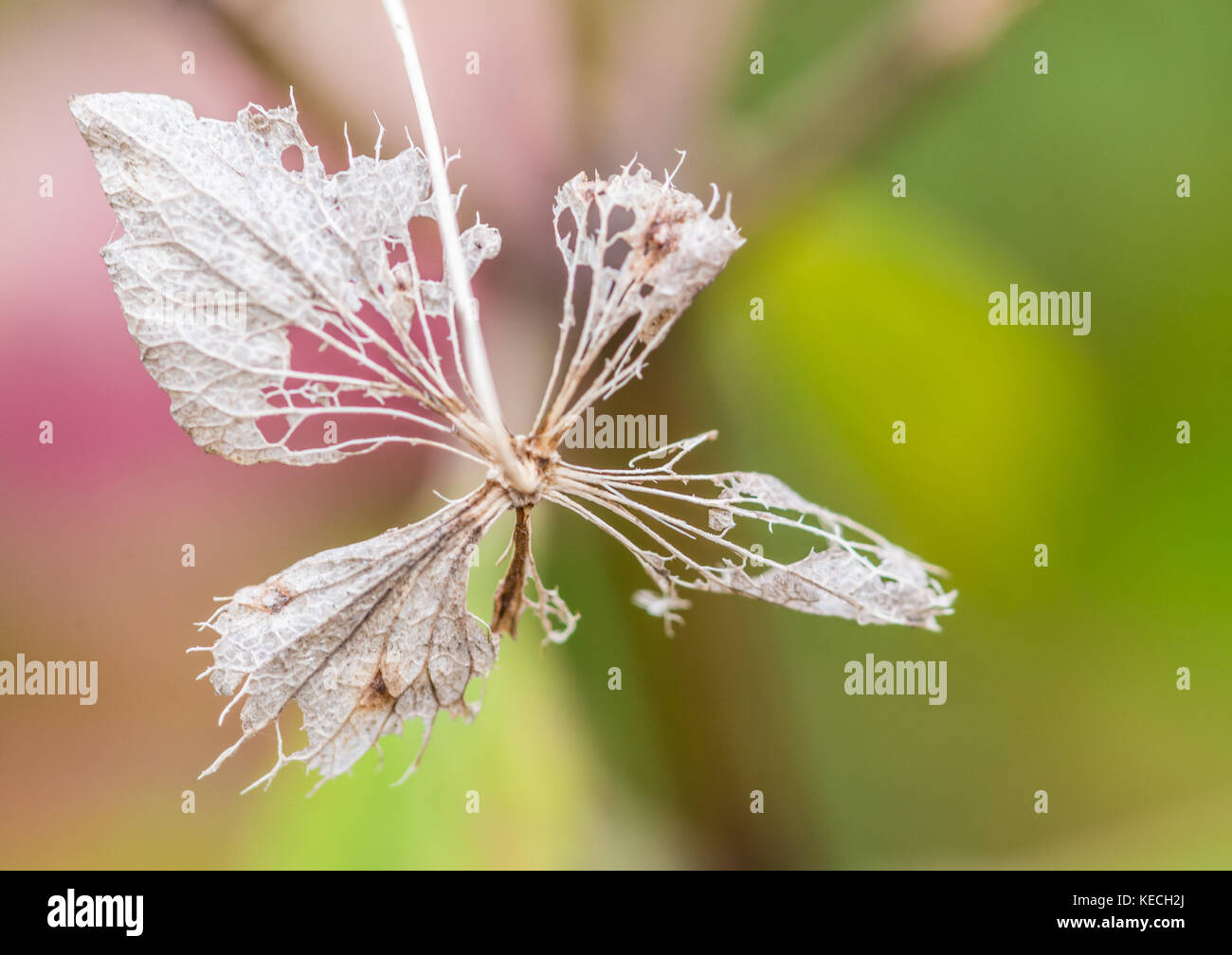 A macro shot of the skeletal remains of a hydrangea bush bract Stock ...