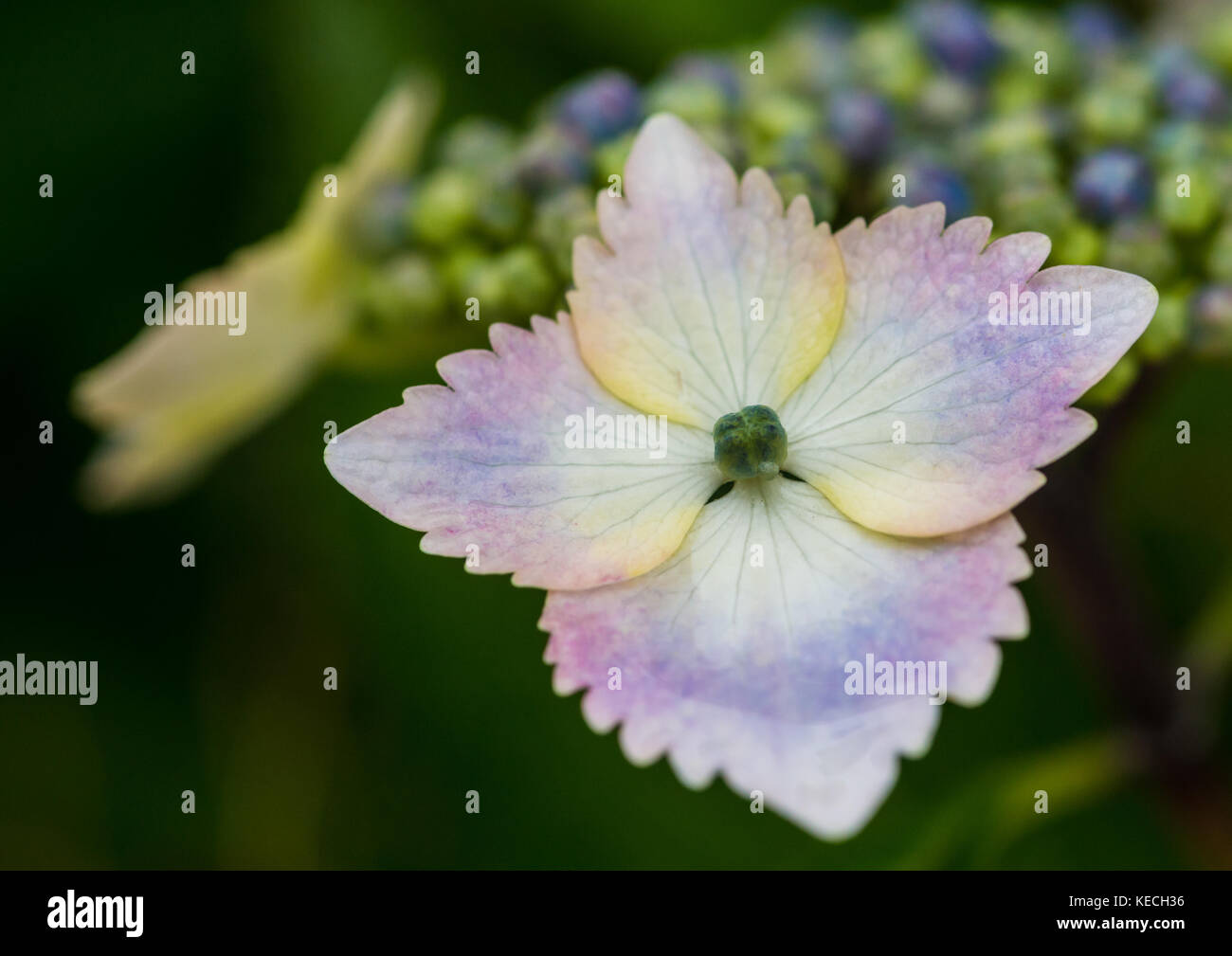 Bract hi-res stock photography and images - Alamy