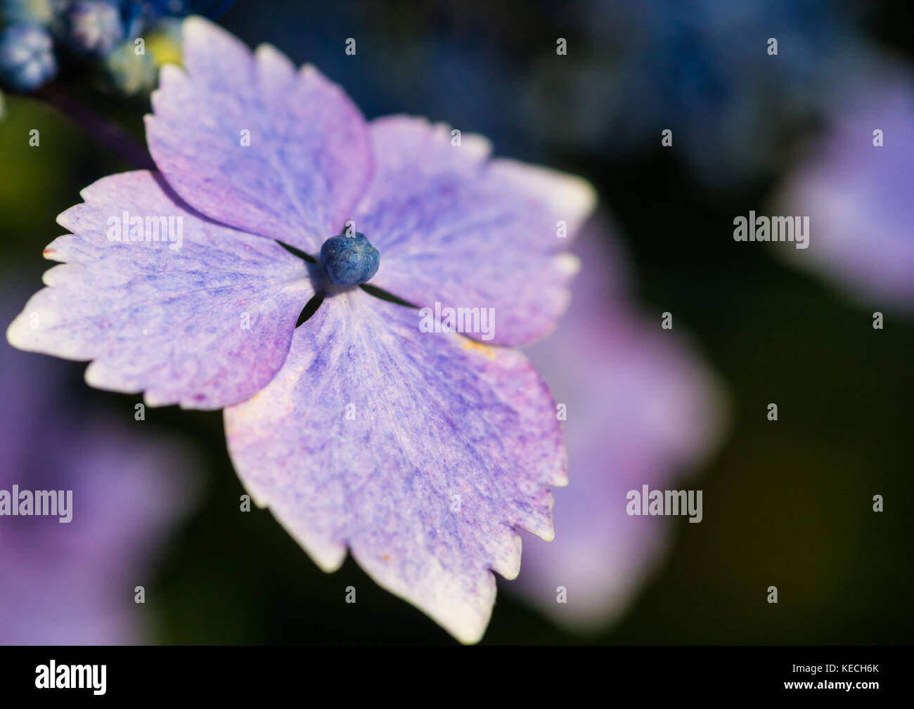 Colourful bract hi-res stock photography and images - Alamy