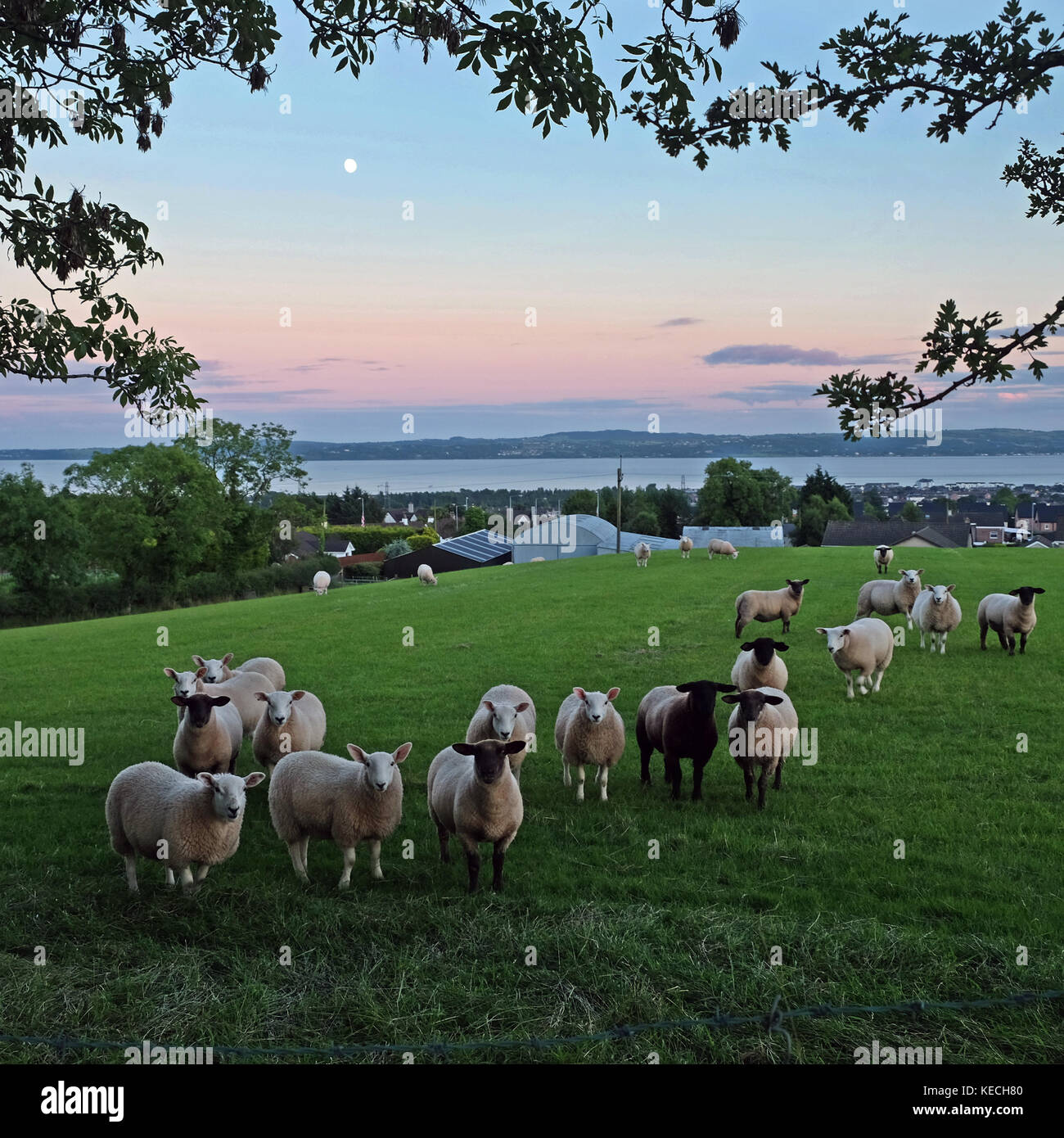 Moon sheep hi-res stock photography and images - Alamy