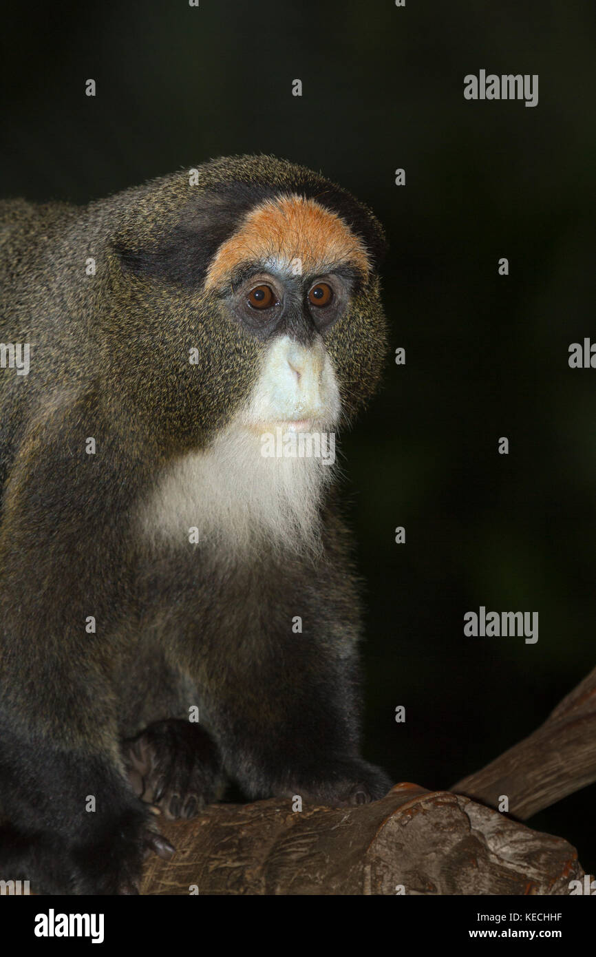 De Brazza's monkey (Cercopithecus neglectus Stock Photo - Alamy