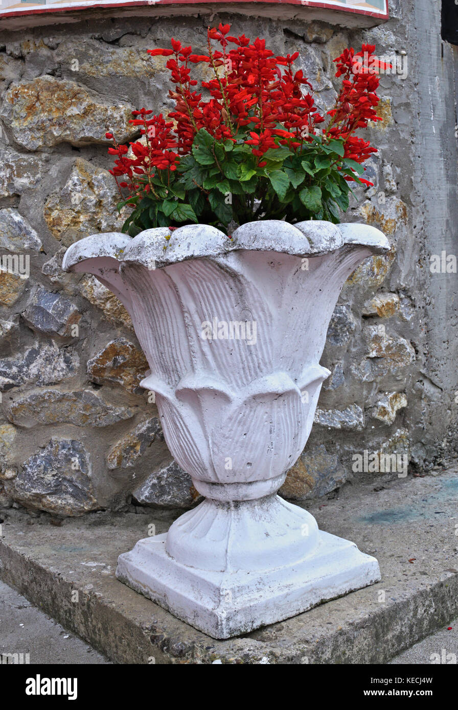 Salvia blooming with red flowers in white concrete pot Stock Photo - Alamy