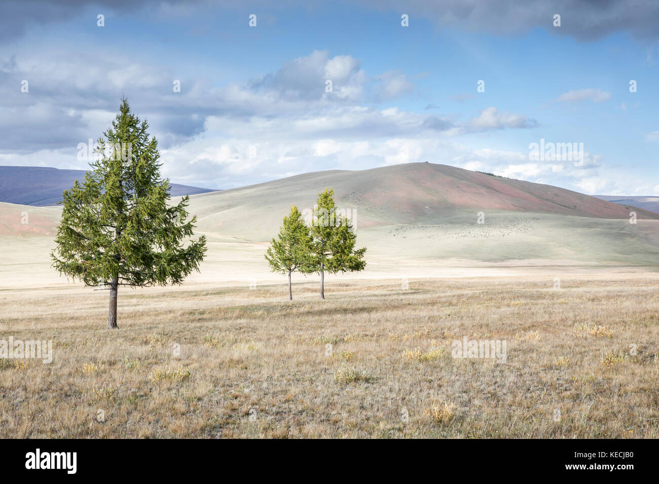 Boreal Coniferous Forest High Resolution Stock Photography and Images ...