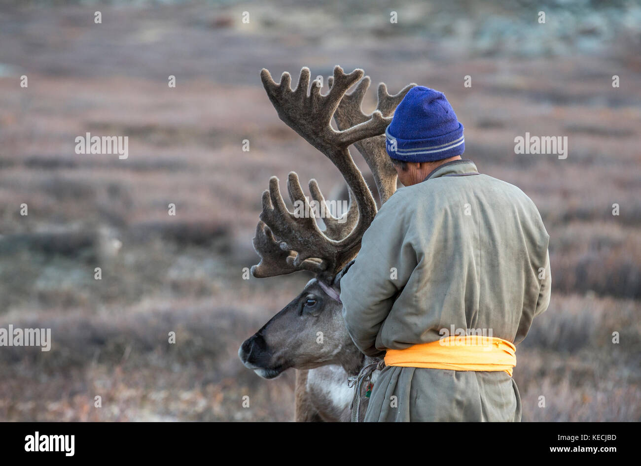 tsaatan man, dressed in a traditional deel, with his reindeers in a ...