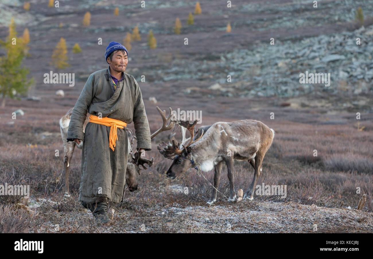 tsaatan man, dressed in a traditional deel, with his reindeers in a ...