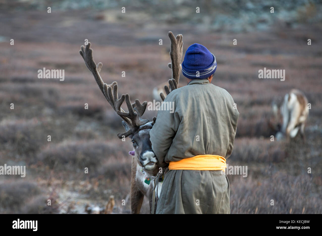 tsaatan man, dressed in a traditional deel, with his reindeers in a ...