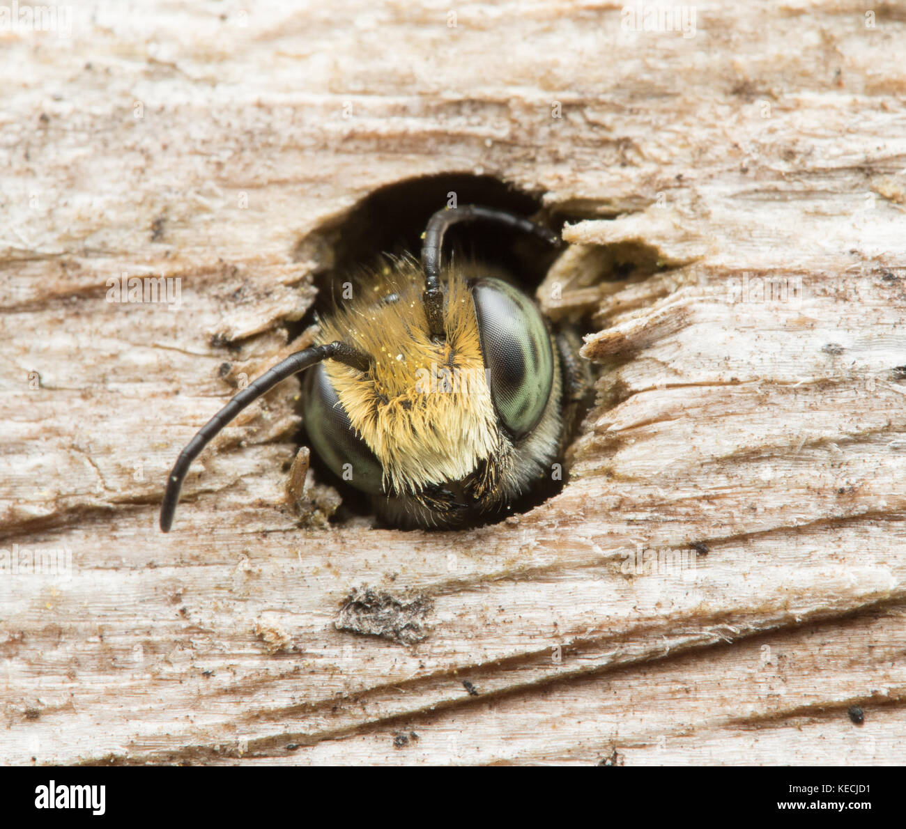 Leafcutter bee peering out of nest hole Stock Photo - Alamy