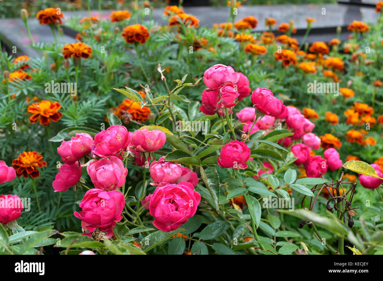 Pink Marigold Plant