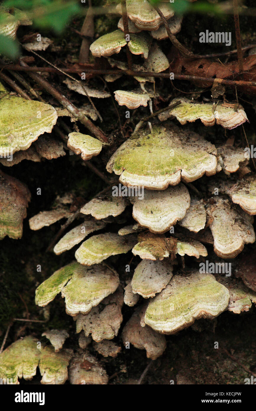 Fungal infection of tree hi-res stock photography and images - Alamy