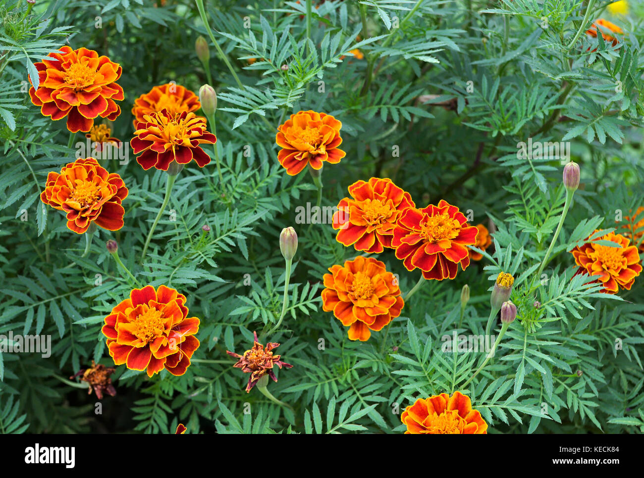 Marigold blooming with orange and yellow flowers in garden Stock Photo ...
