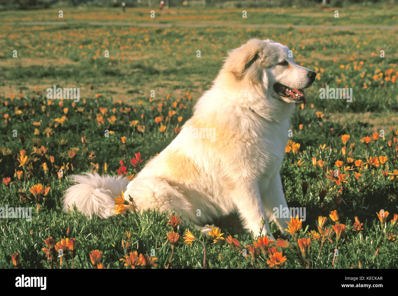 Great Pyrenees Dog sitting in field of flowers in Southern California ...
